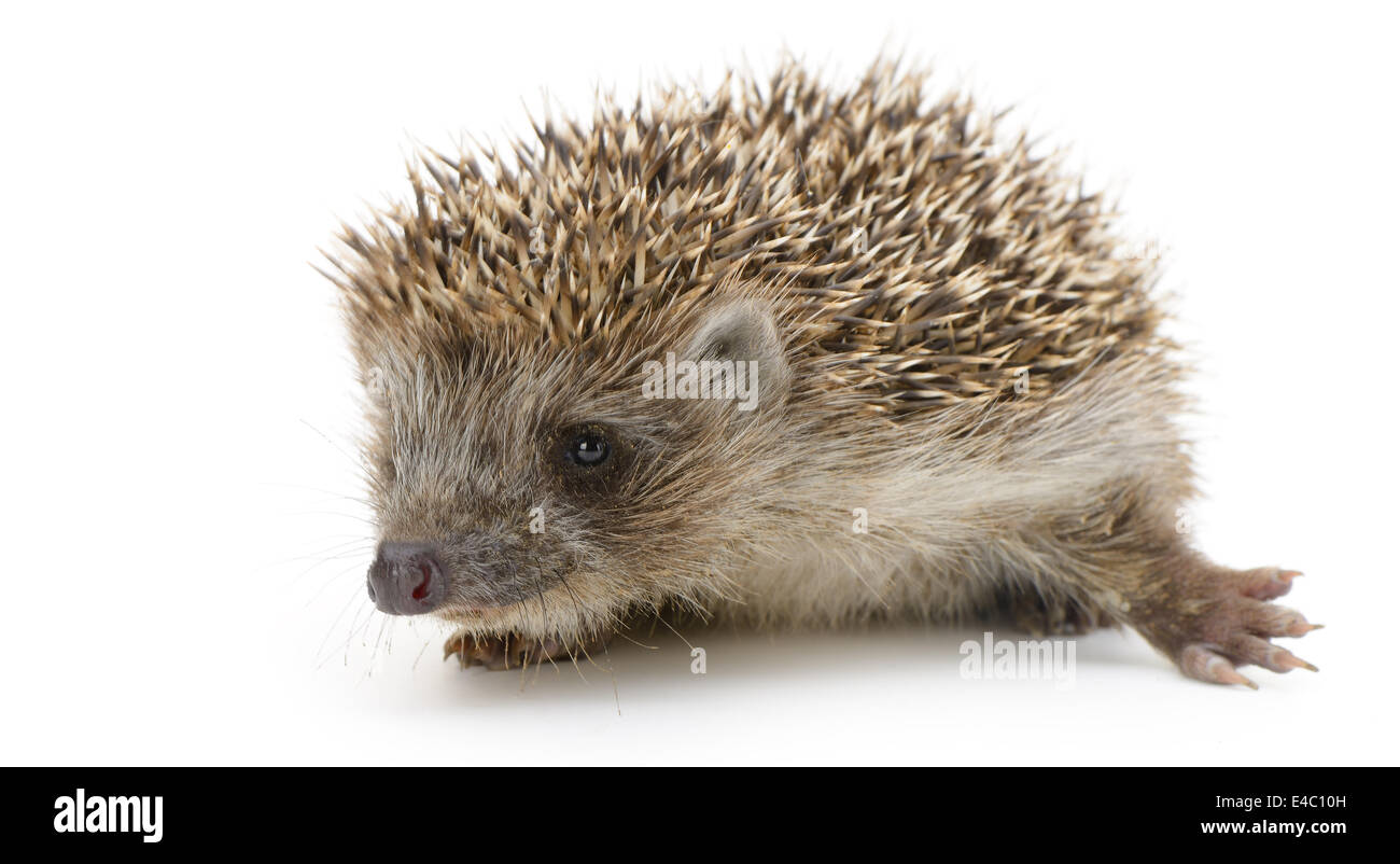 Hedgehog spine hi-res stock photography and images - Alamy