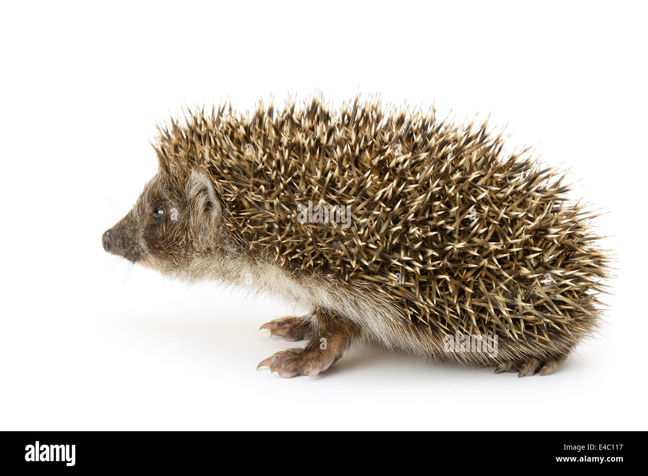 Hedgehog front paw hi-res stock photography and images - Alamy