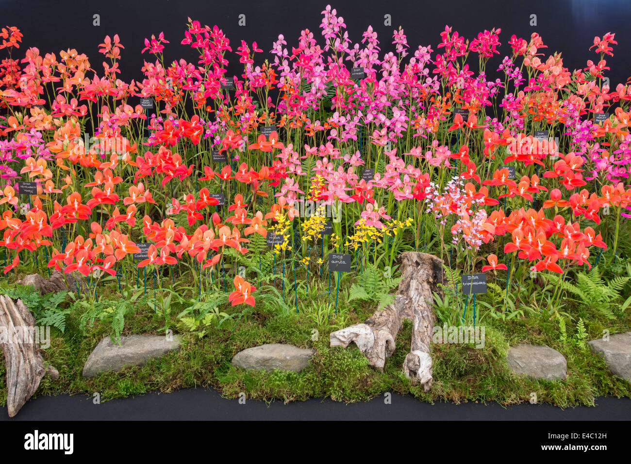 Hampton Court Palace, Surrey UK. 7th July 2014. Flower display in the ...