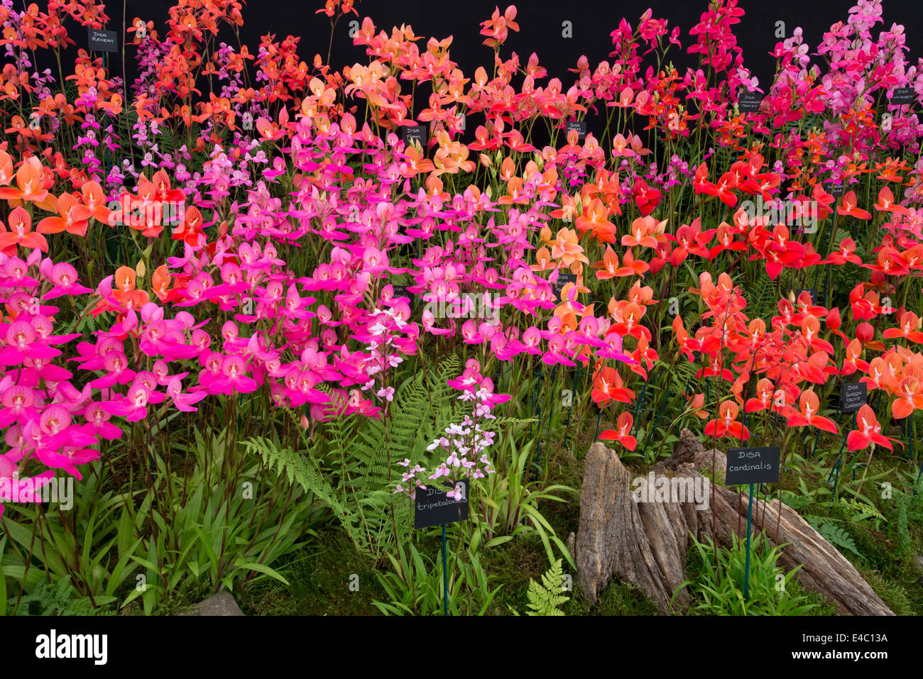 Hampton Court Palace, Surrey UK. 7th July 2014. Flower display in the ...