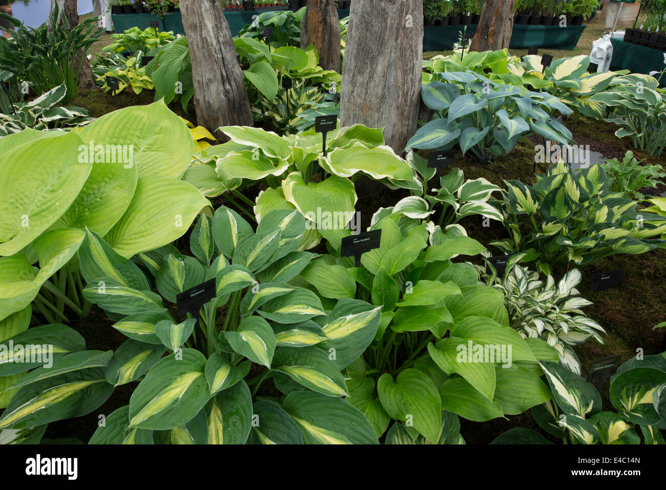Hampton Court Palace, Surrey UK. 7th July 2014. Hosta displays in the ...