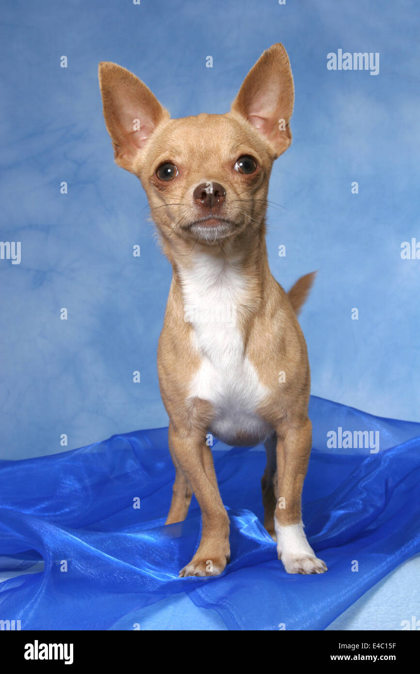 Chihuahua stands hi-res stock photography and images - Alamy