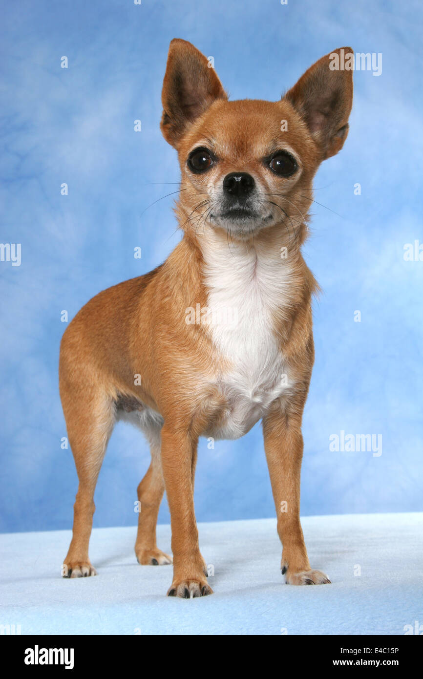 White chihuahua dog standing hi-res stock photography and images - Alamy