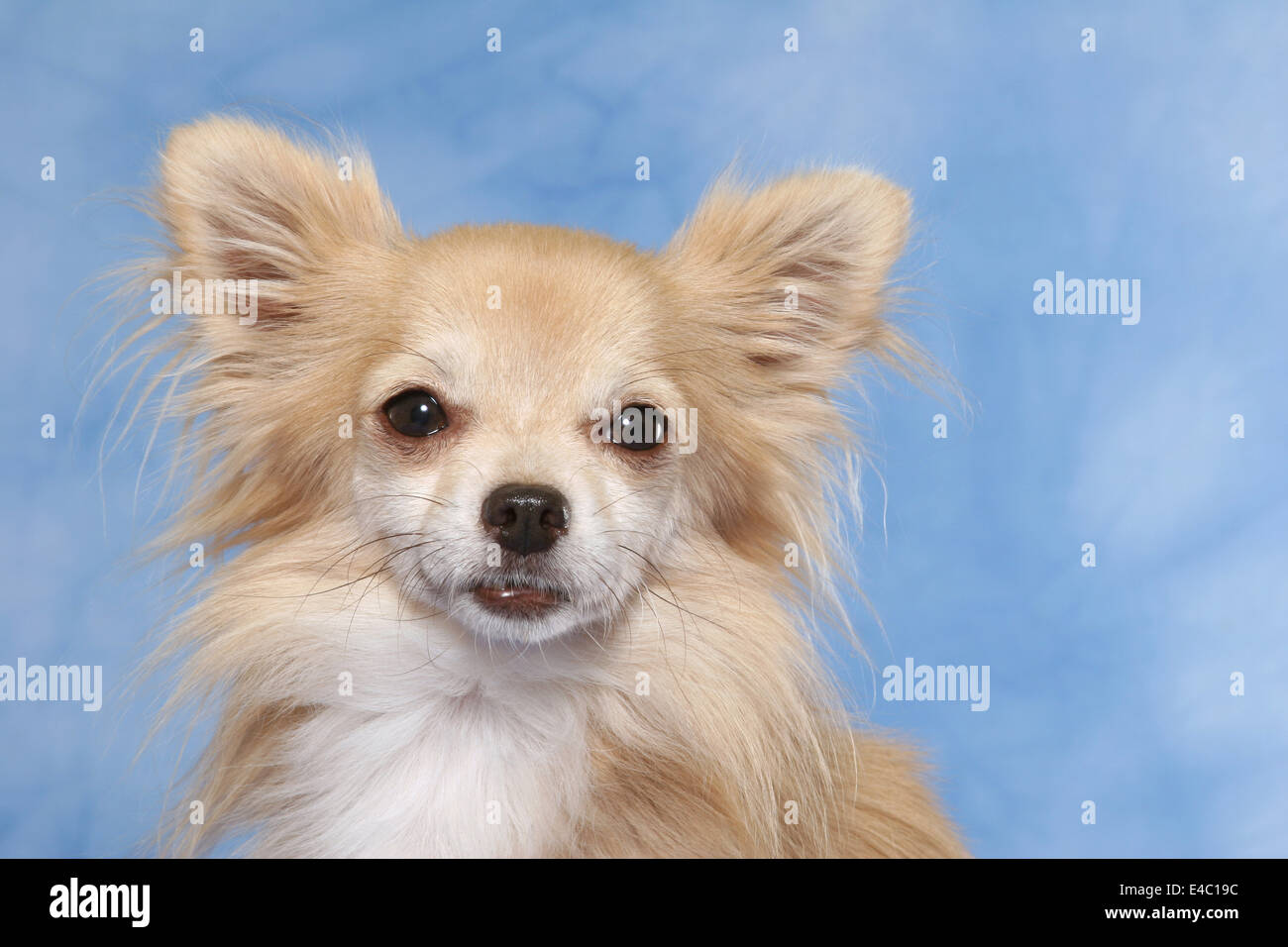 Chihuahua head hi-res stock photography and images - Alamy