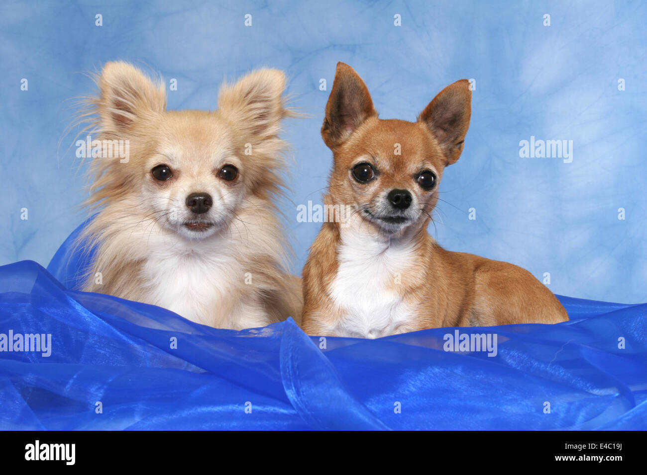Two chihuahuas dog hi-res stock photography and images - Alamy