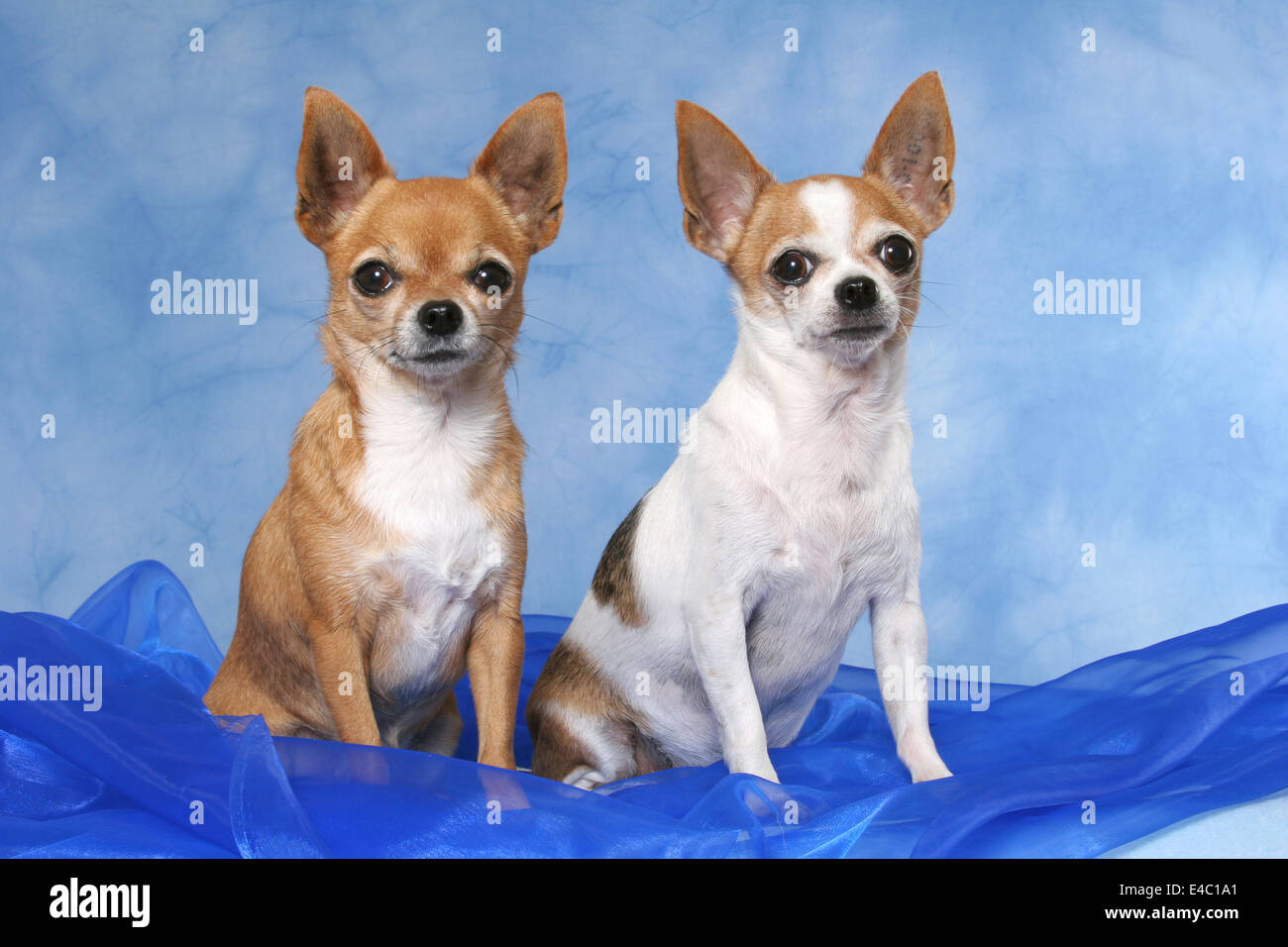 Two chihuahuas dog hi-res stock photography and images - Alamy