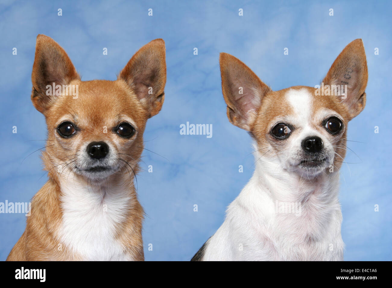 Chihuahuas hi-res stock photography and images - Alamy