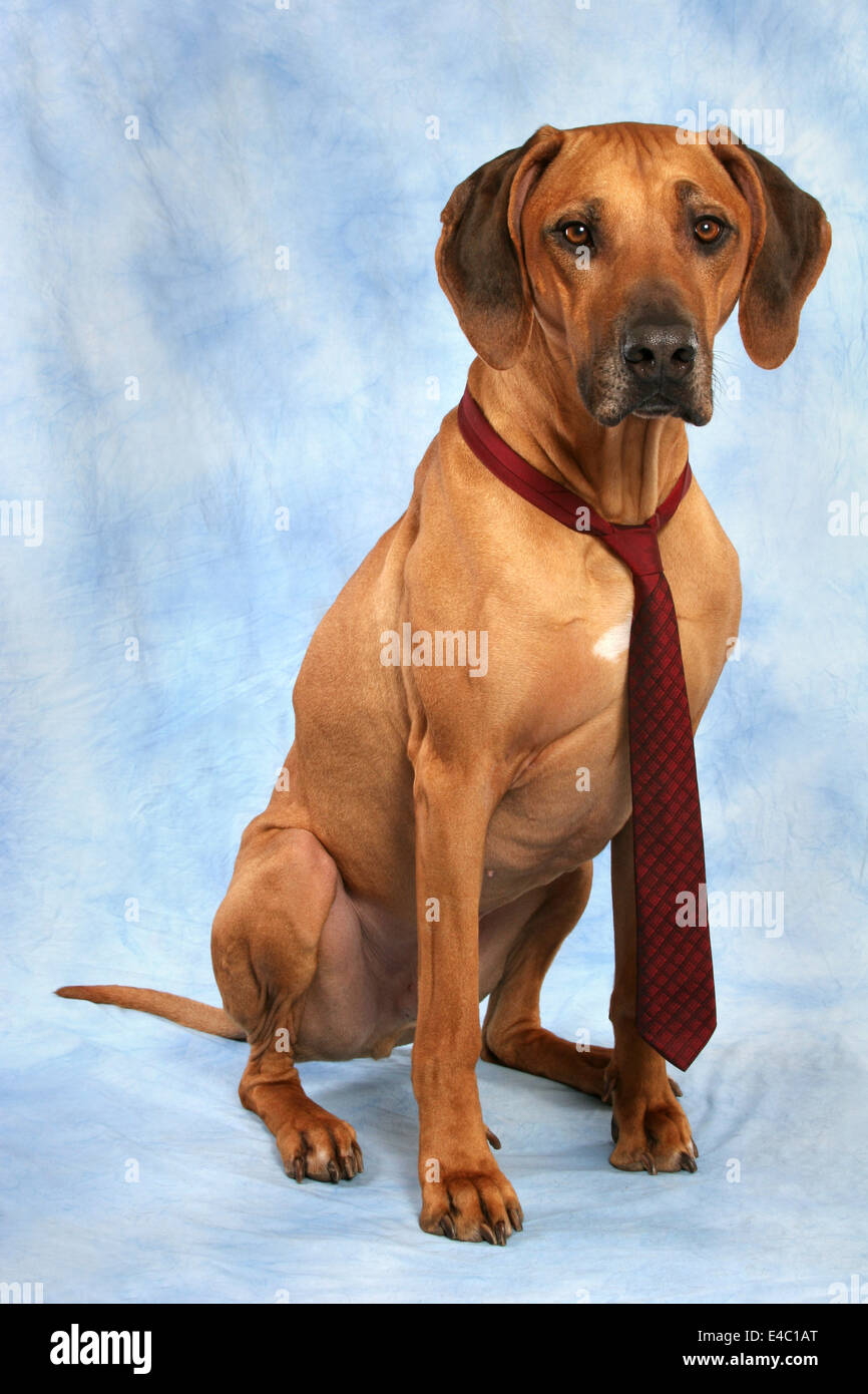 Rhodesian Ridgeback with tie Stock Photo - Alamy
