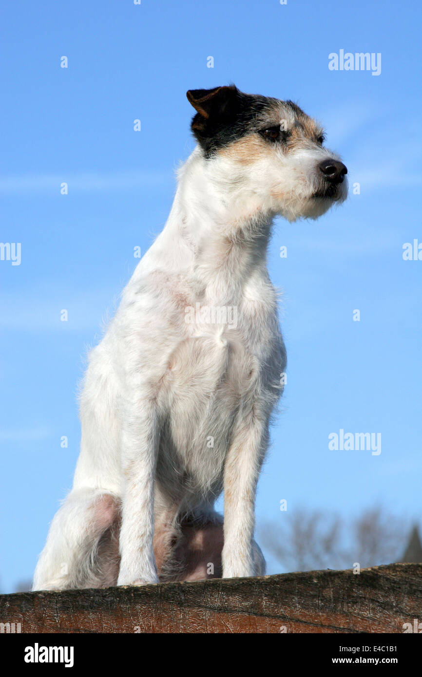 Parson Jack Russell Terrier Stock Photo - Alamy