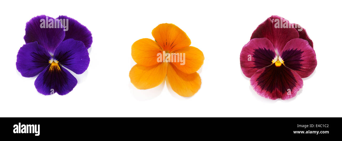 Four flower with petal Stock Photo - Alamy