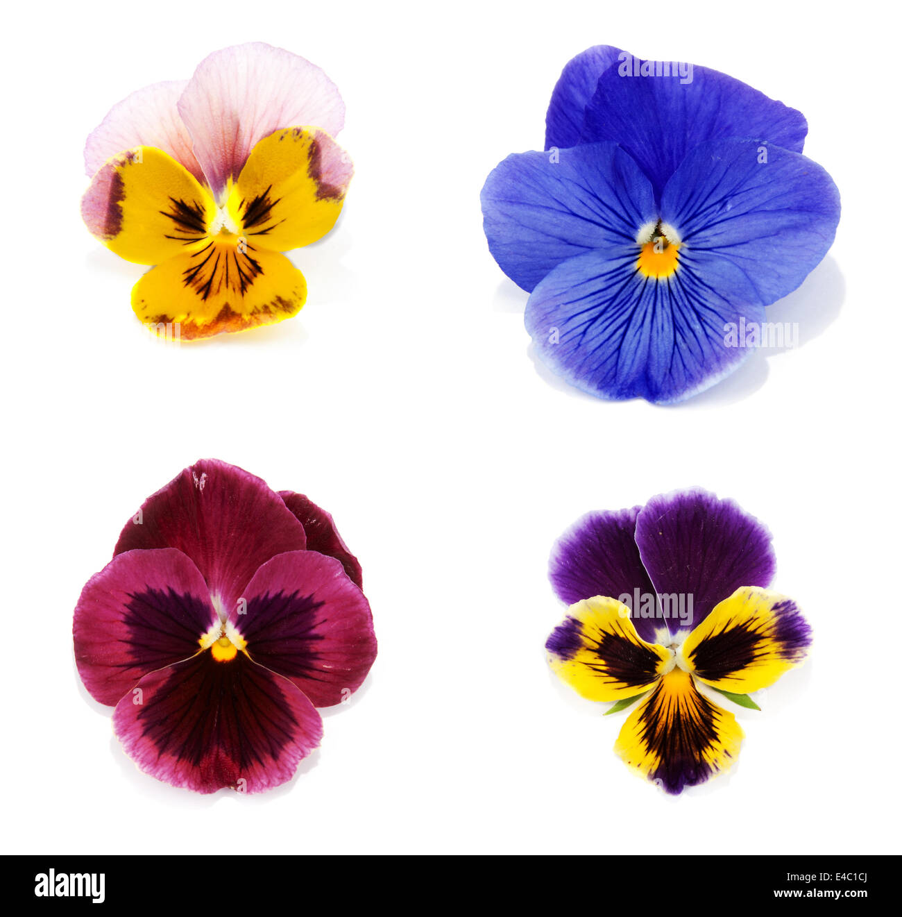 Four petal flower hi-res stock photography and images - Alamy