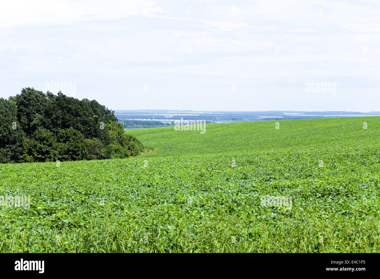 country landscape with green field and trees Stock Photo - Alamy