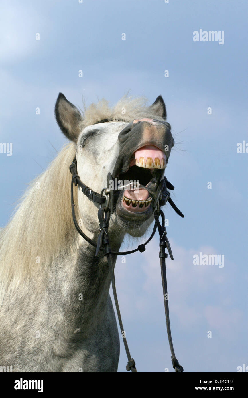 Laughing ponies hi-res stock photography and images - Alamy