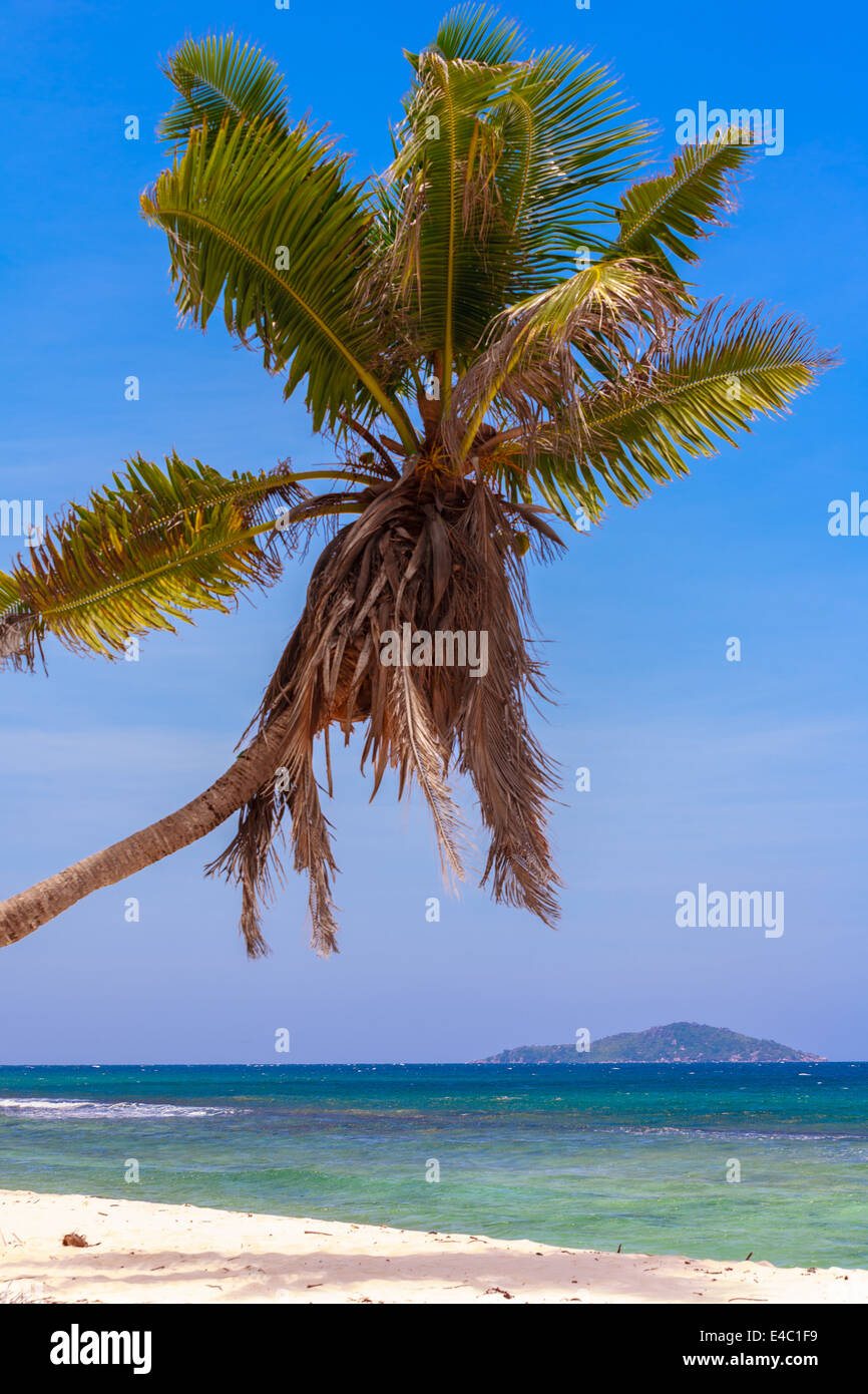 Beautiful Palm Tree Stock Photo - Alamy