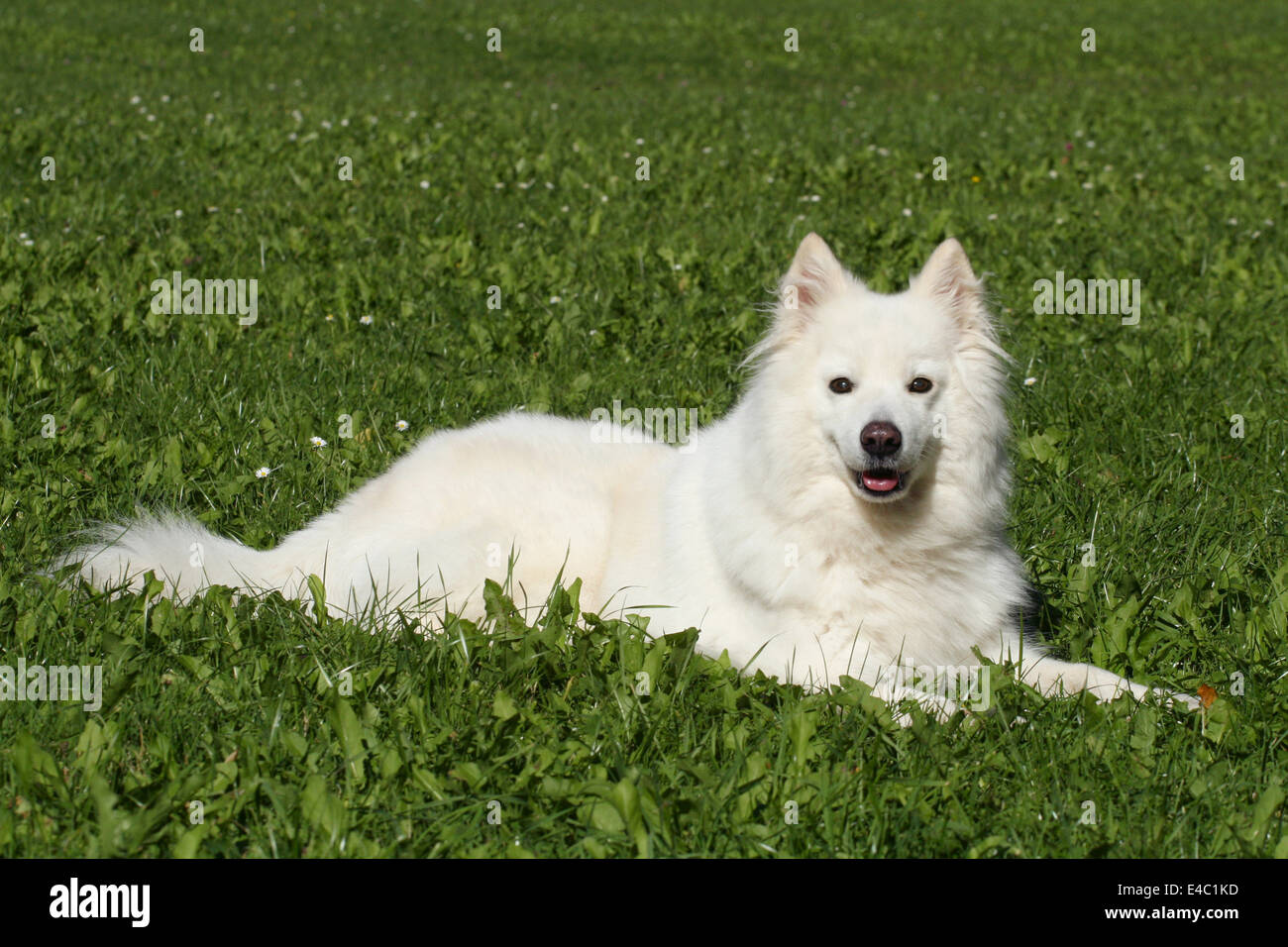 Samoyed sled hi-res stock photography and images - Alamy