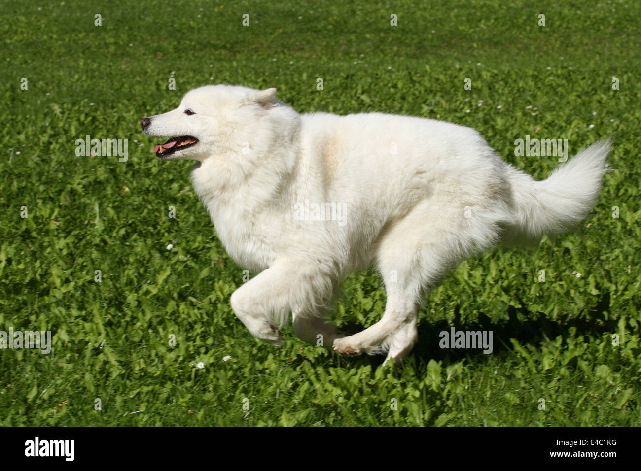 Samoyeds running hi-res stock photography and images - Alamy
