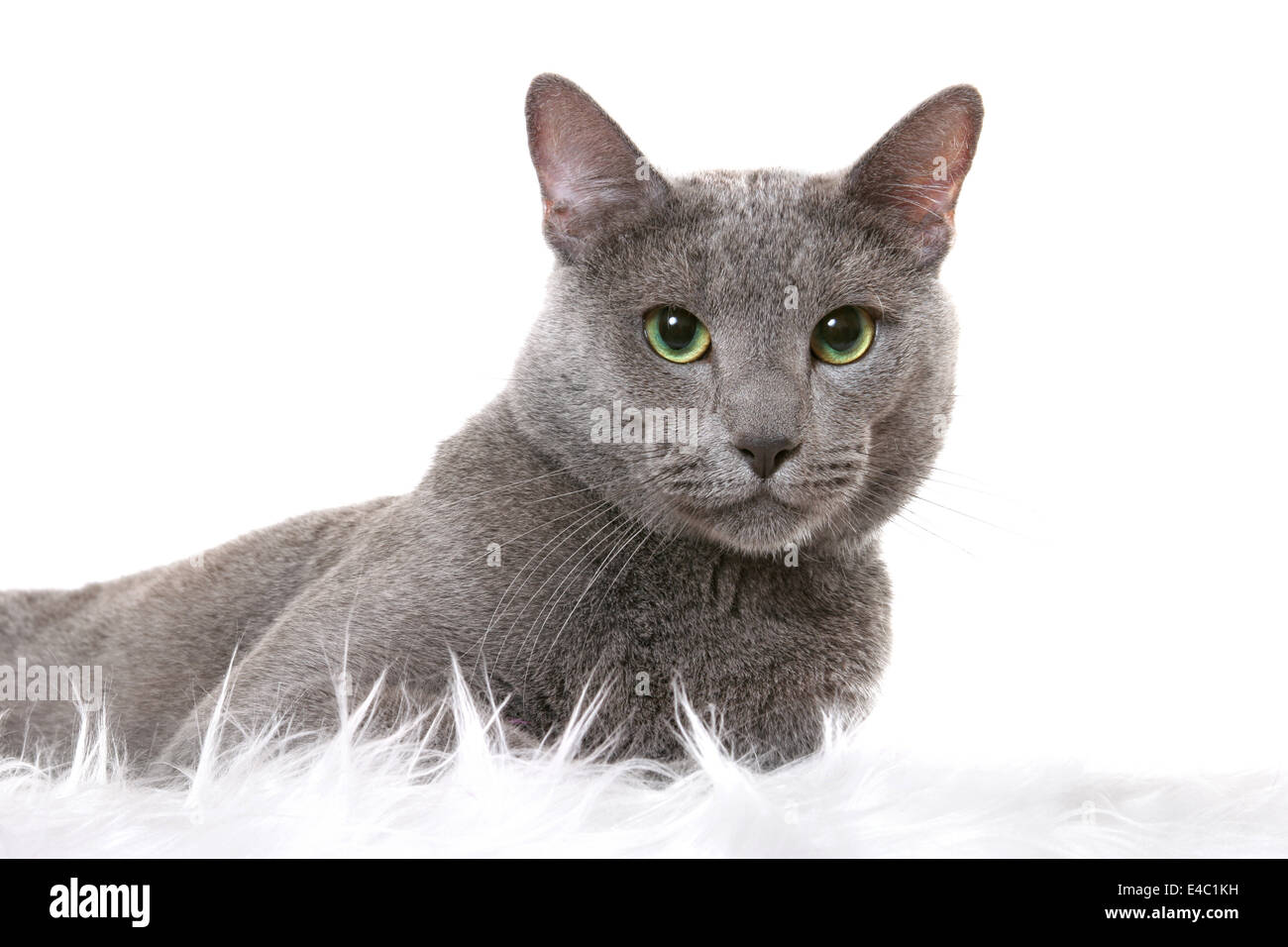 russian blue tomcat Stock Photo - Alamy