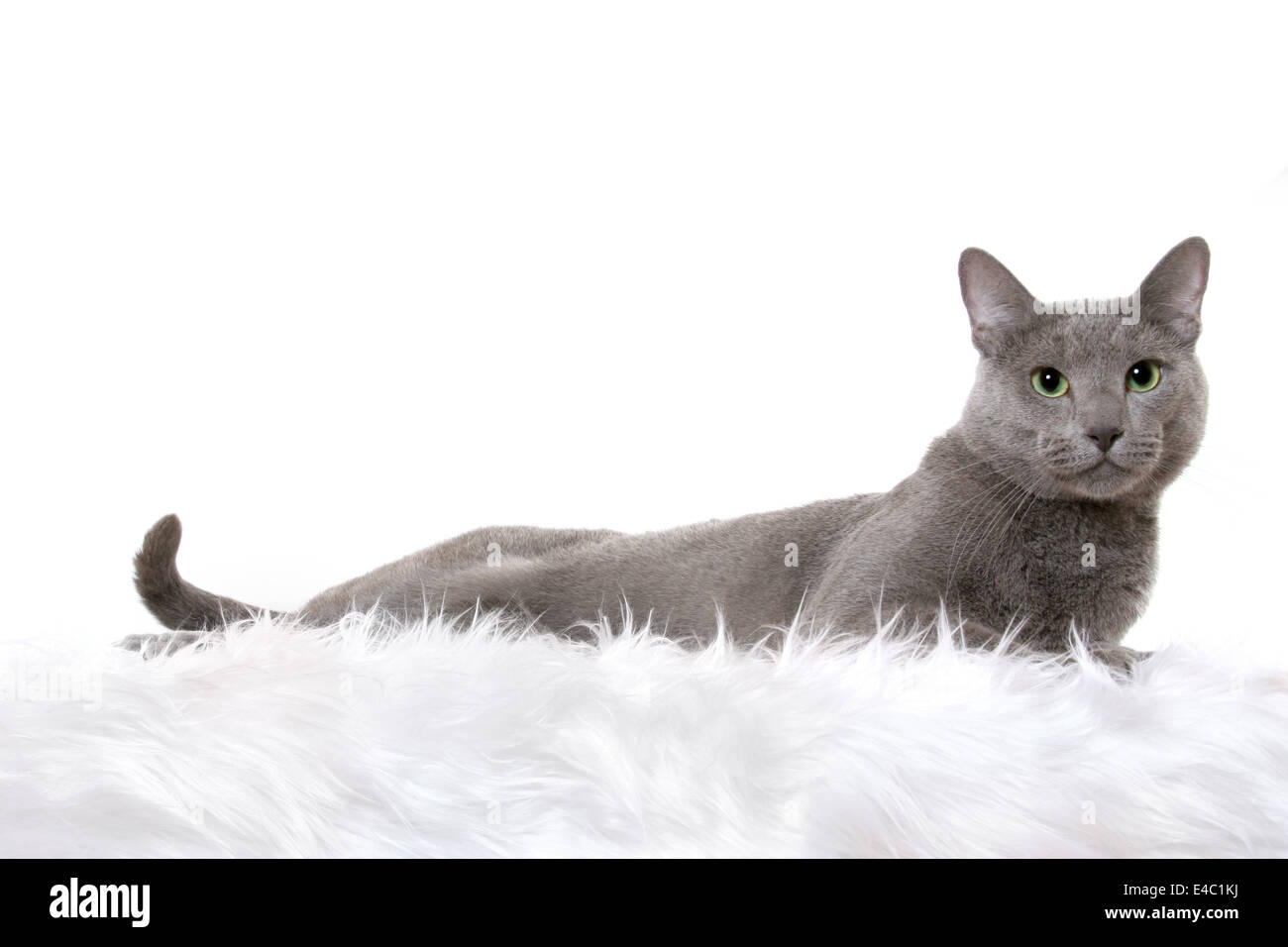 russian blue tomcat Stock Photo - Alamy