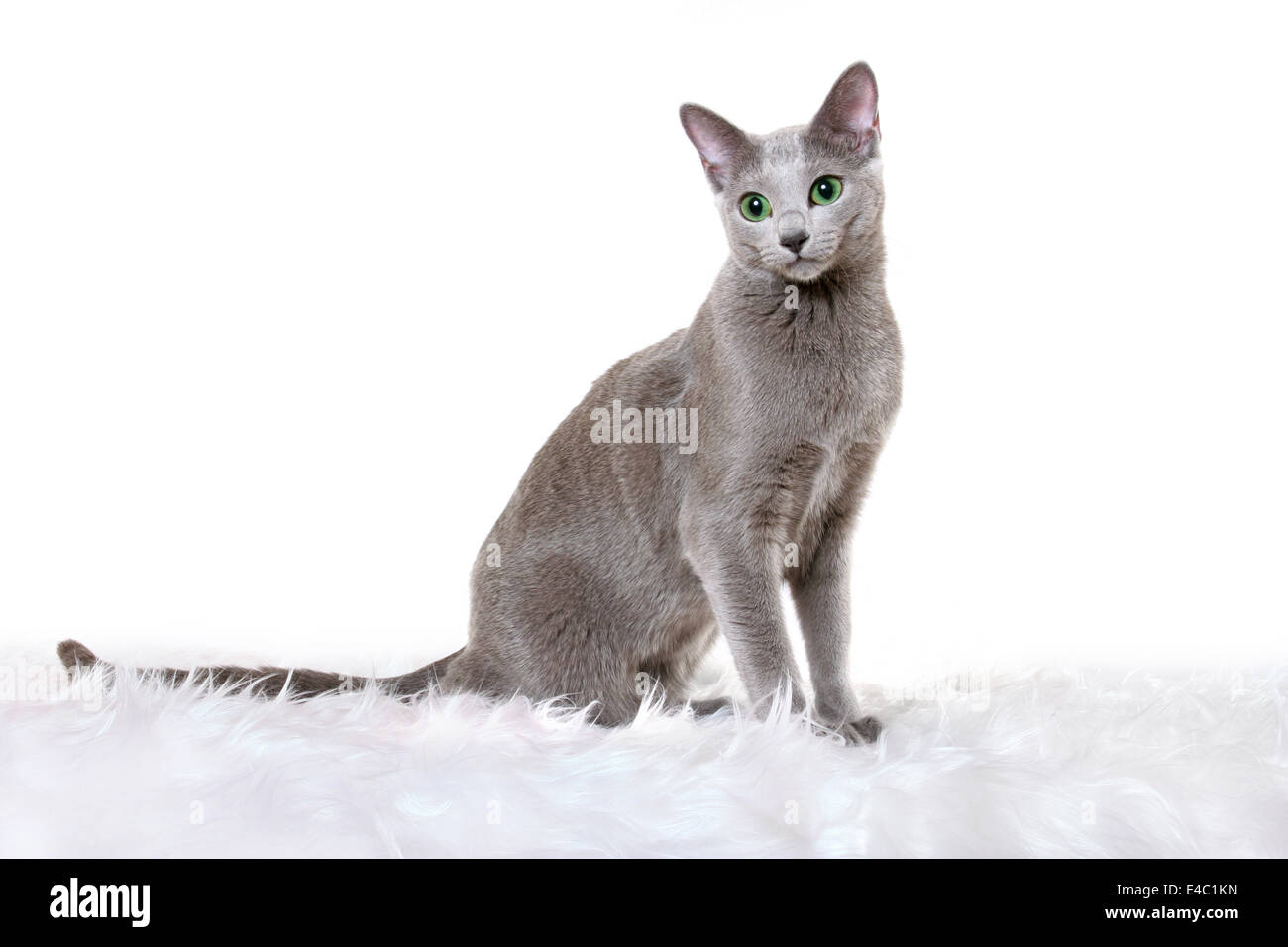 sitting russian blue Stock Photo - Alamy
