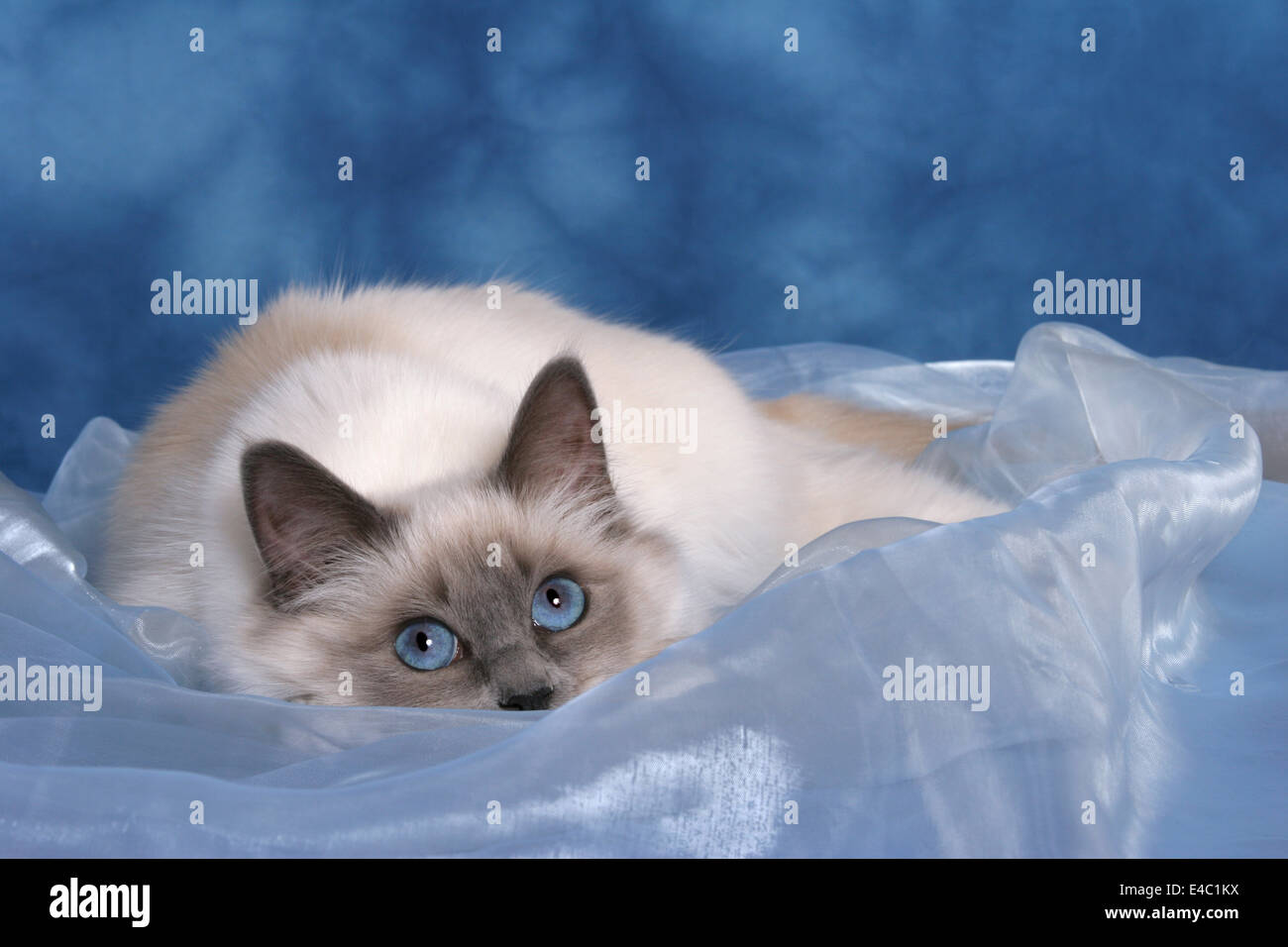 lying Sacred Birman Stock Photo - Alamy
