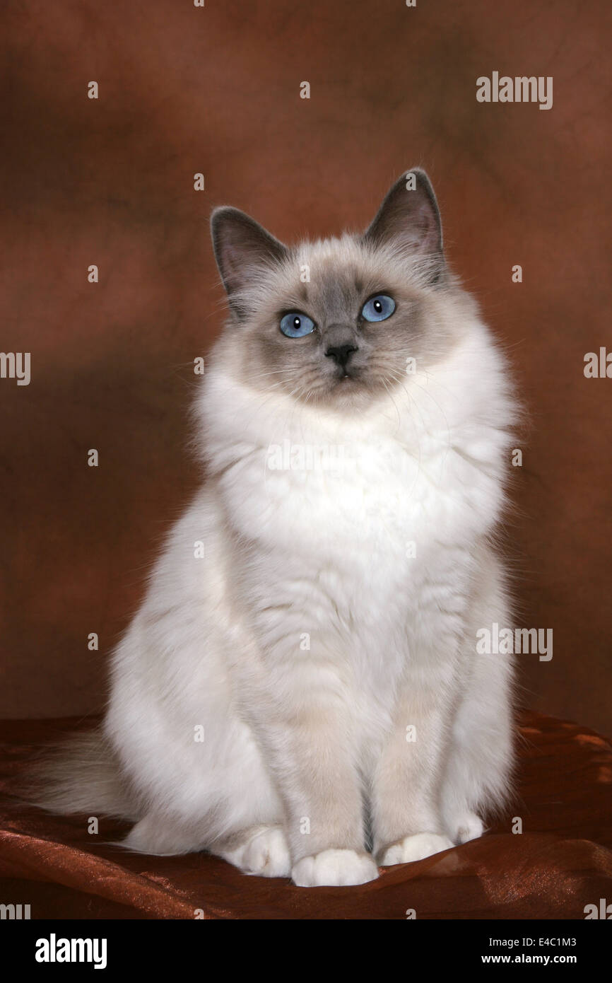 Sacred decoration hi-res stock photography and images - Alamy