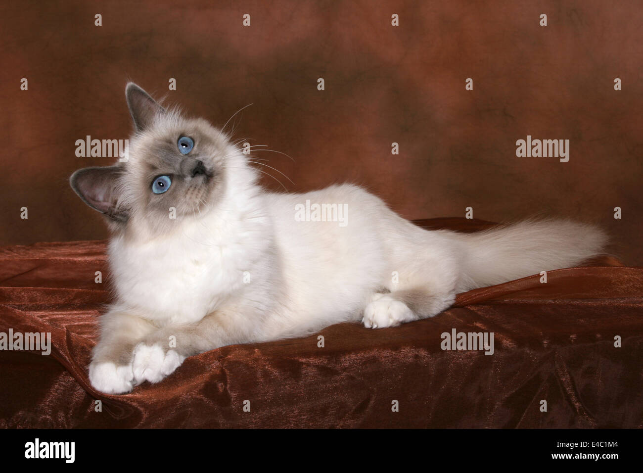 lying Sacred Birman Stock Photo - Alamy
