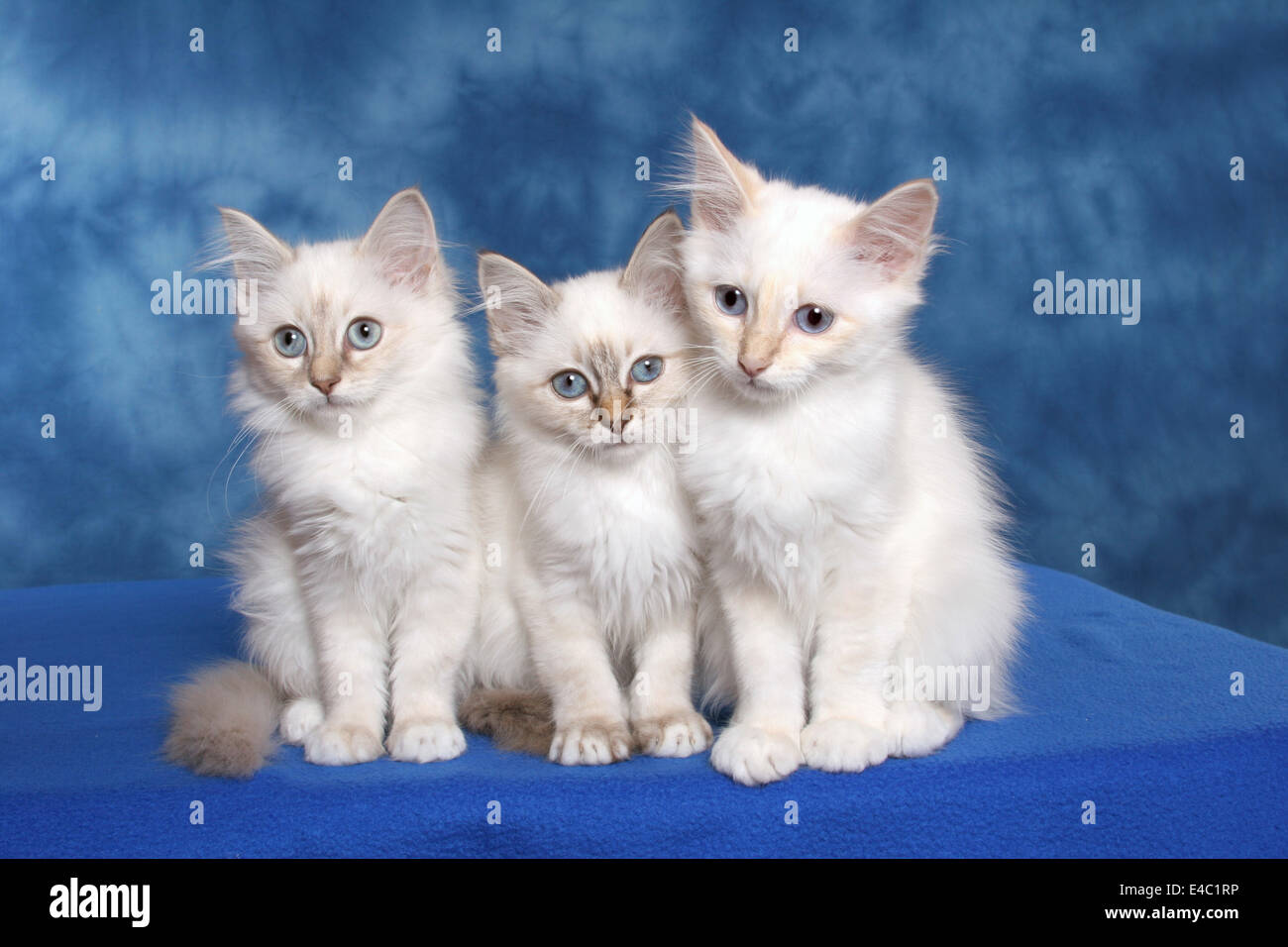 Sacred birman hi-res stock photography and images - Alamy