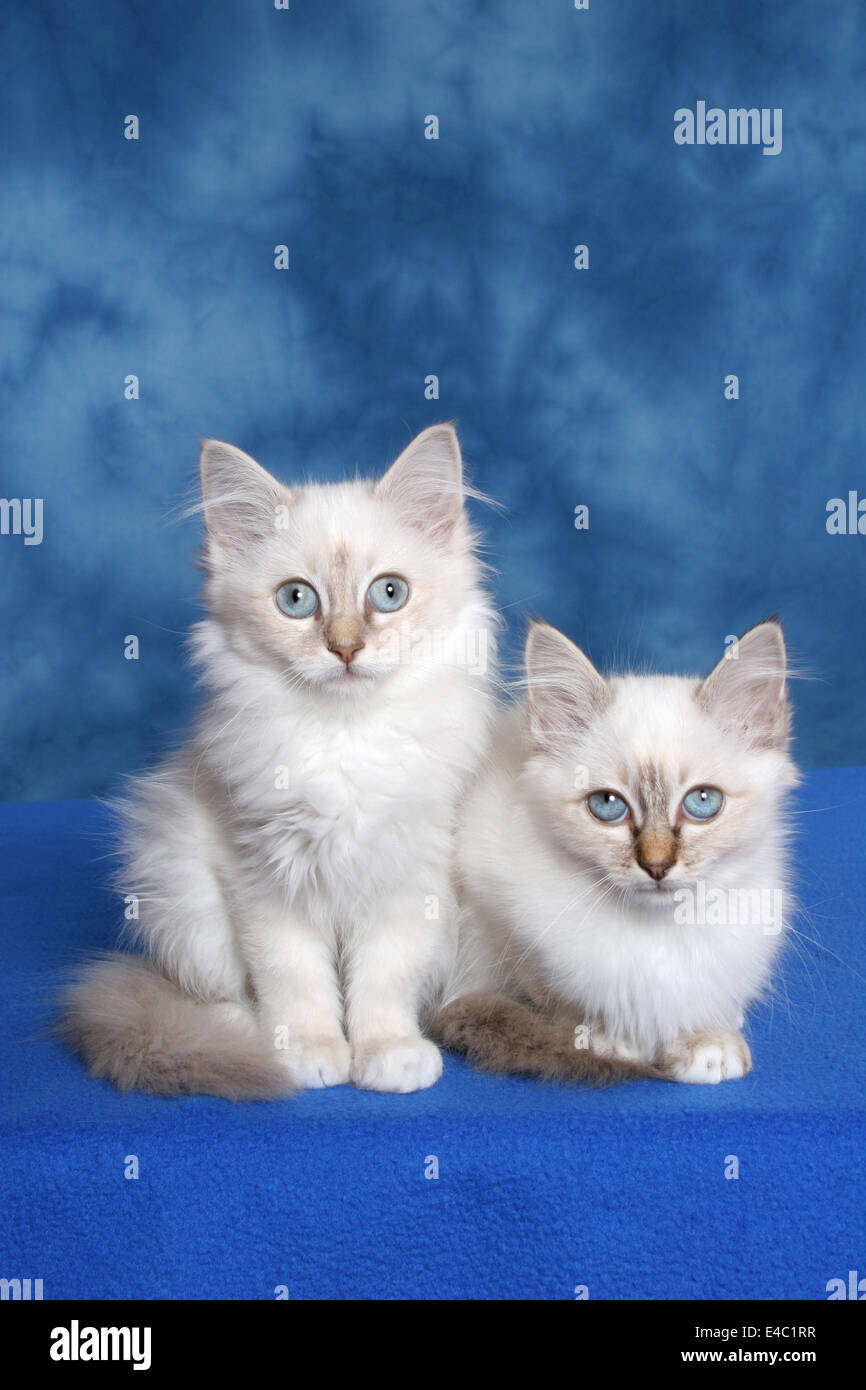 Sacred Birman kitten Stock Photo - Alamy