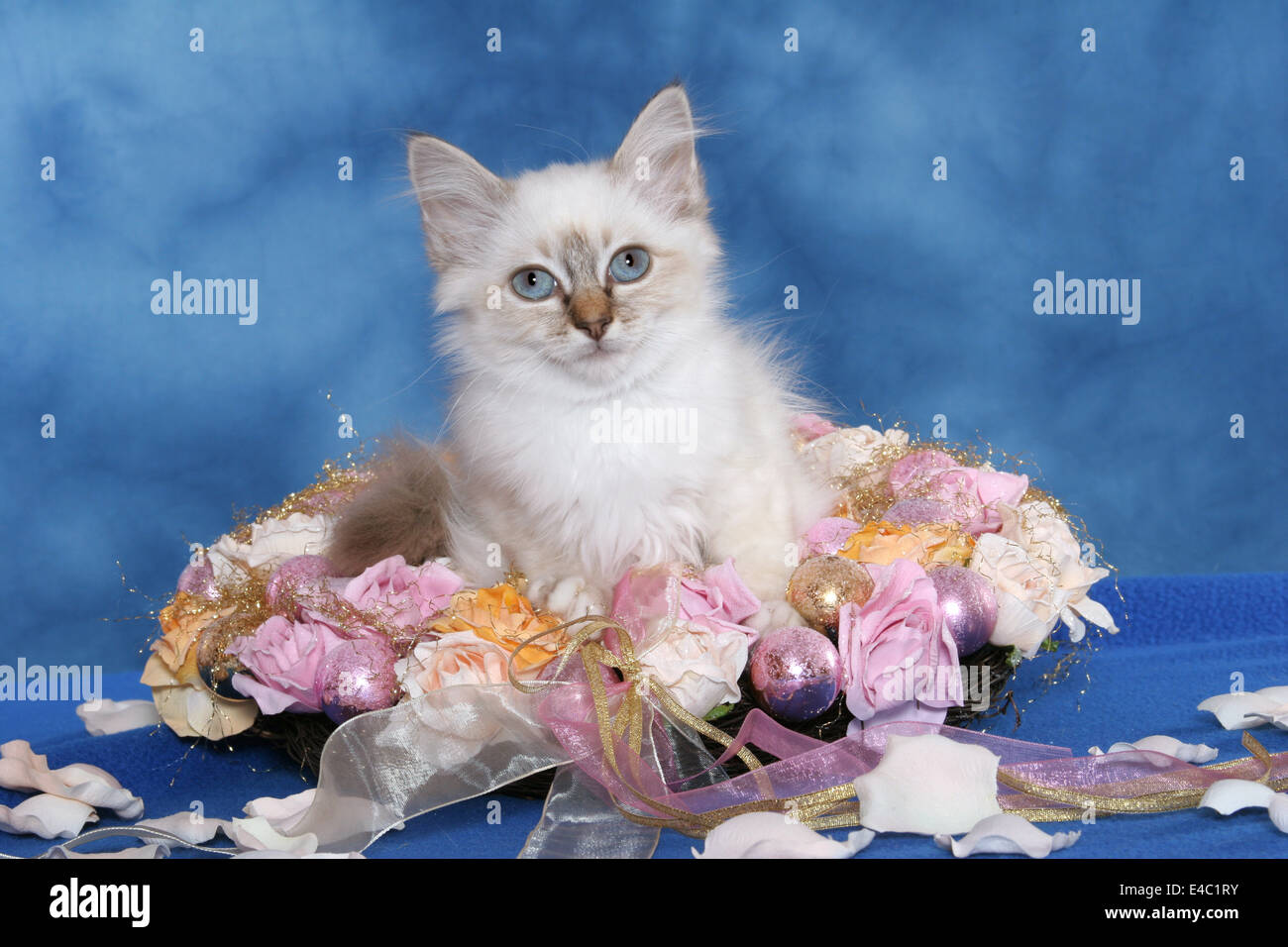Sacred Birman kitten Stock Photo - Alamy