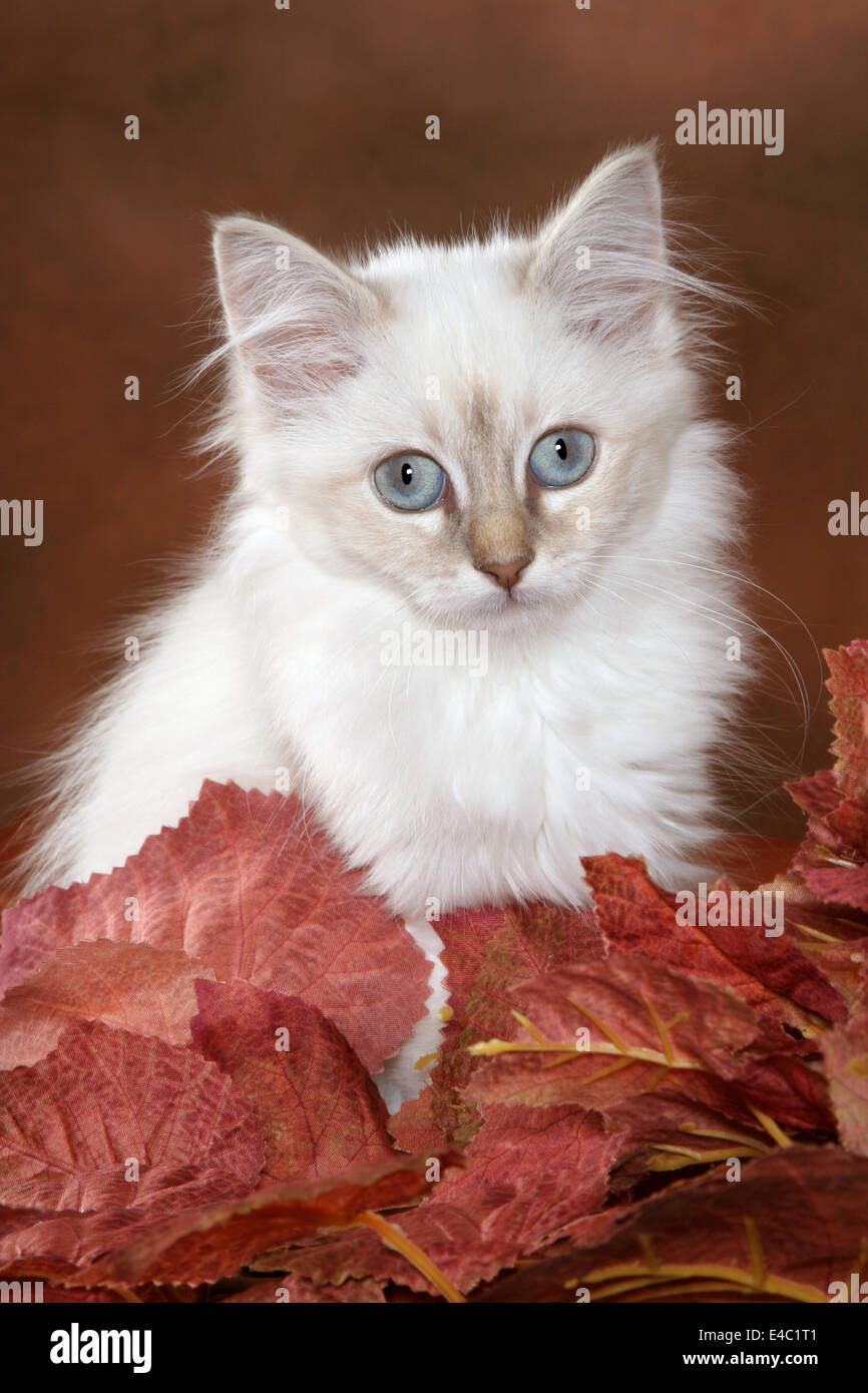 Sacred Birman kitten Stock Photo - Alamy