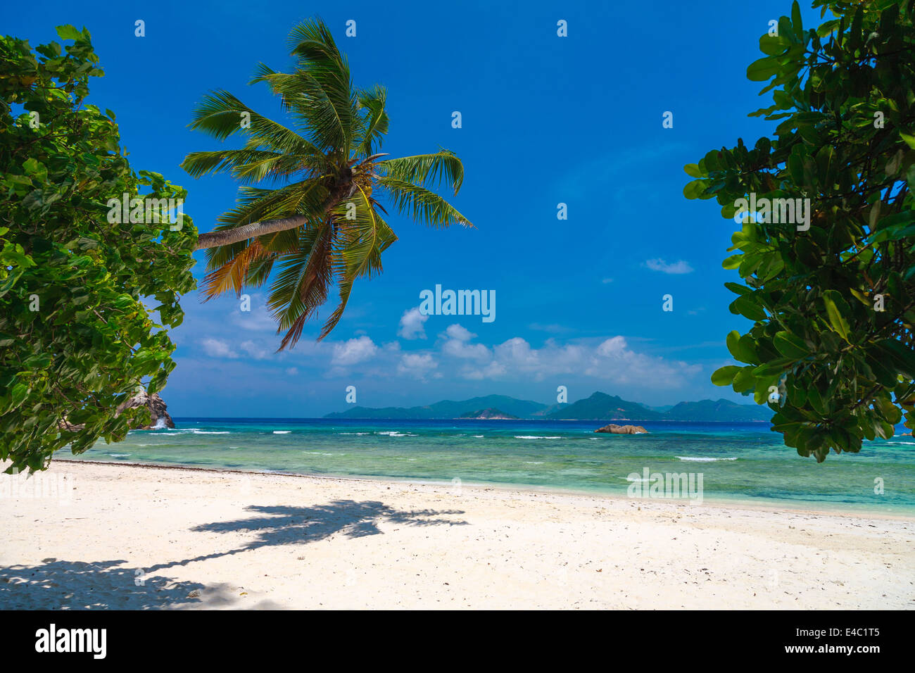 Palm Tree On Tropical Beach With Shade Stock Photo - Alamy