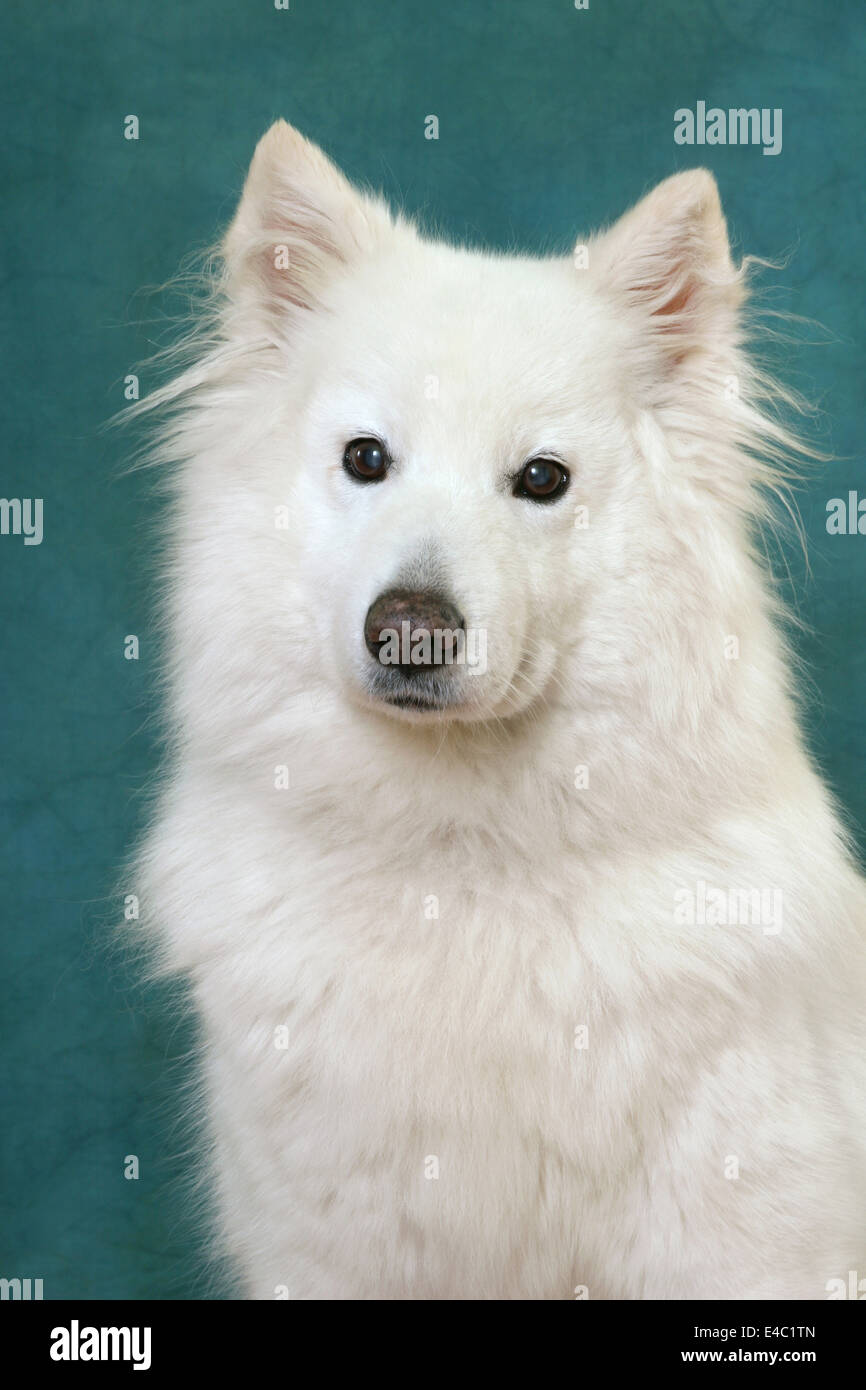 Samoyed hi-res stock photography and images - Alamy