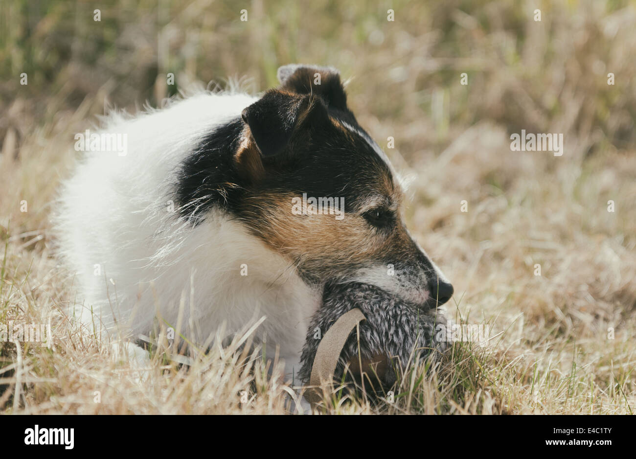 Jack Russell terrier laying in grass and holding a soft toy rat Stock ...