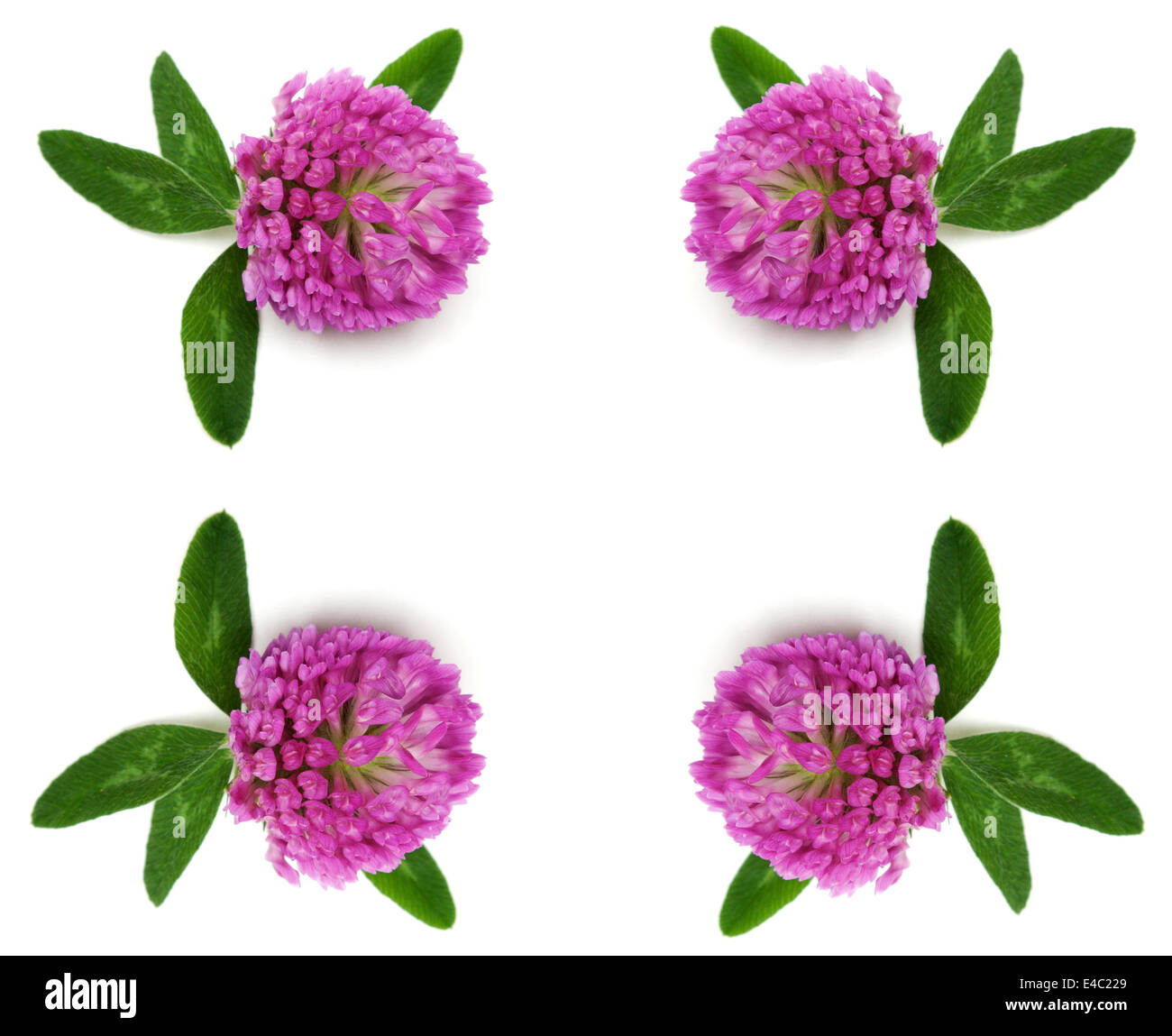 Flowerses rose dutch clover Stock Photo - Alamy
