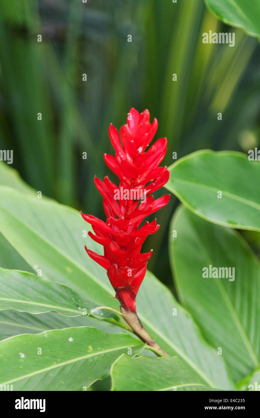 Exotic red flower Stock Photo - Alamy