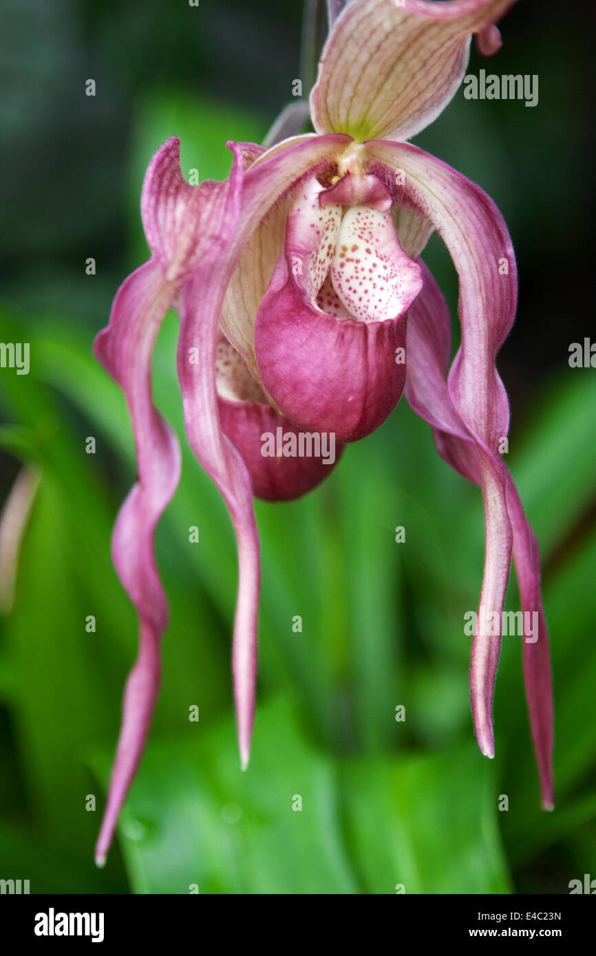 Exotic rose flower on background Stock Photo - Alamy