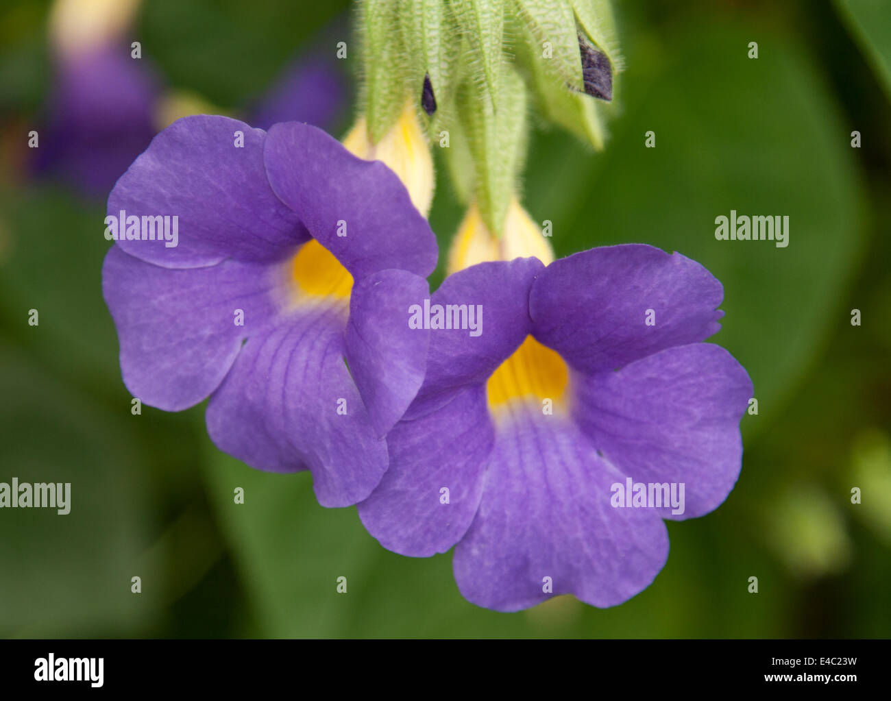 Two blue flowers Stock Photo - Alamy