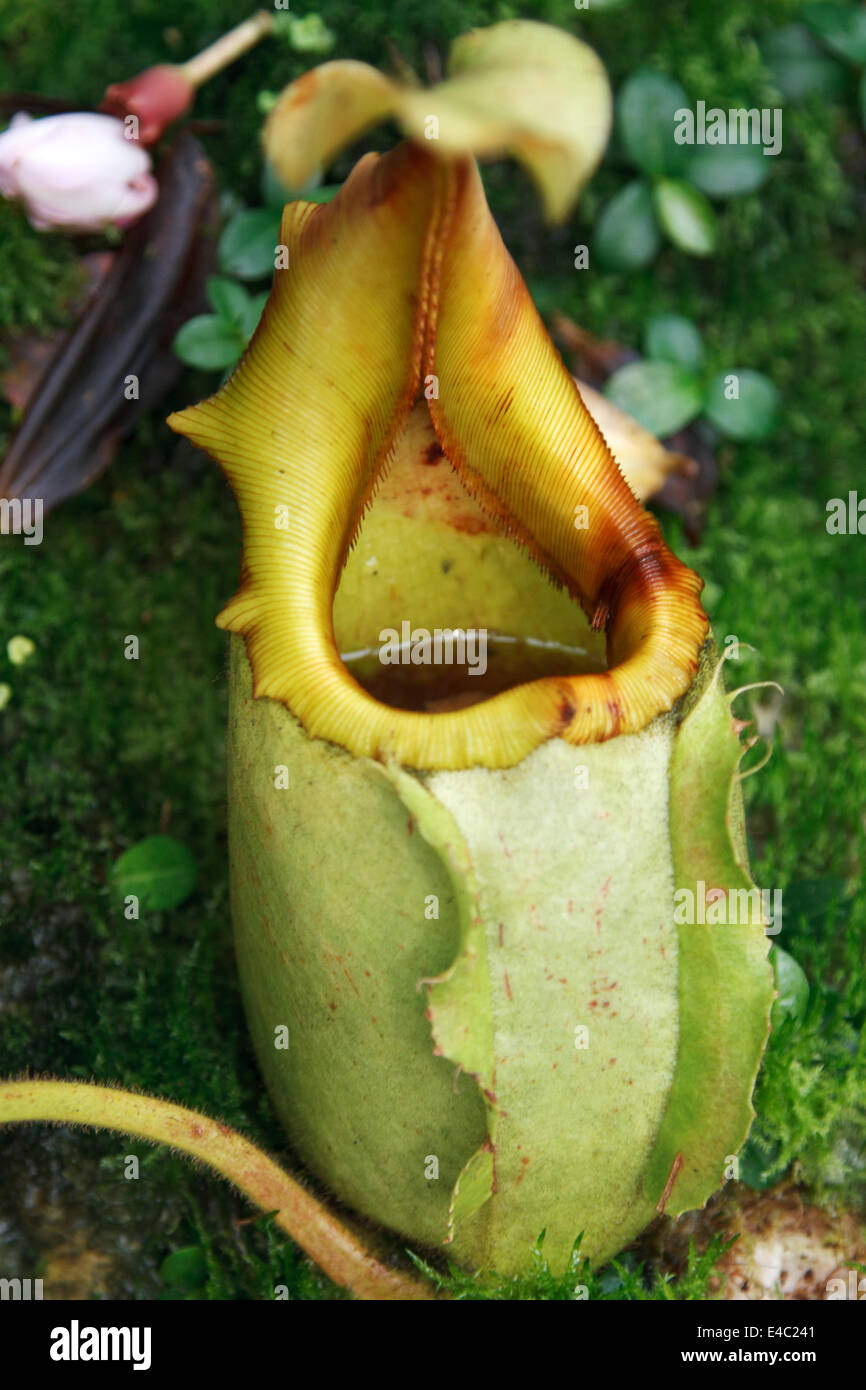 Ravenous tropical plant Stock Photo - Alamy