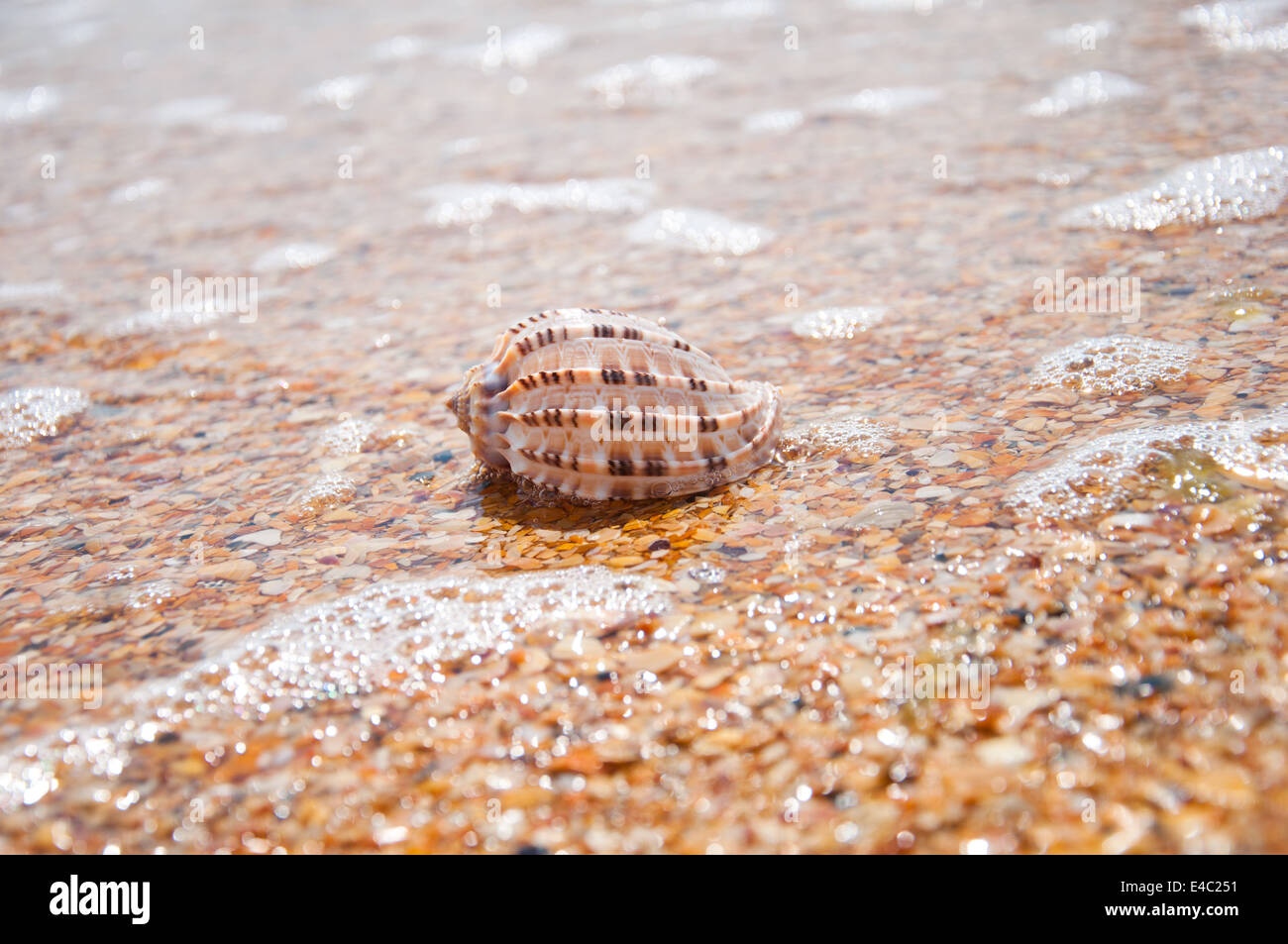 shell sand sandy sea water vacation beach summer day sunny bright ...