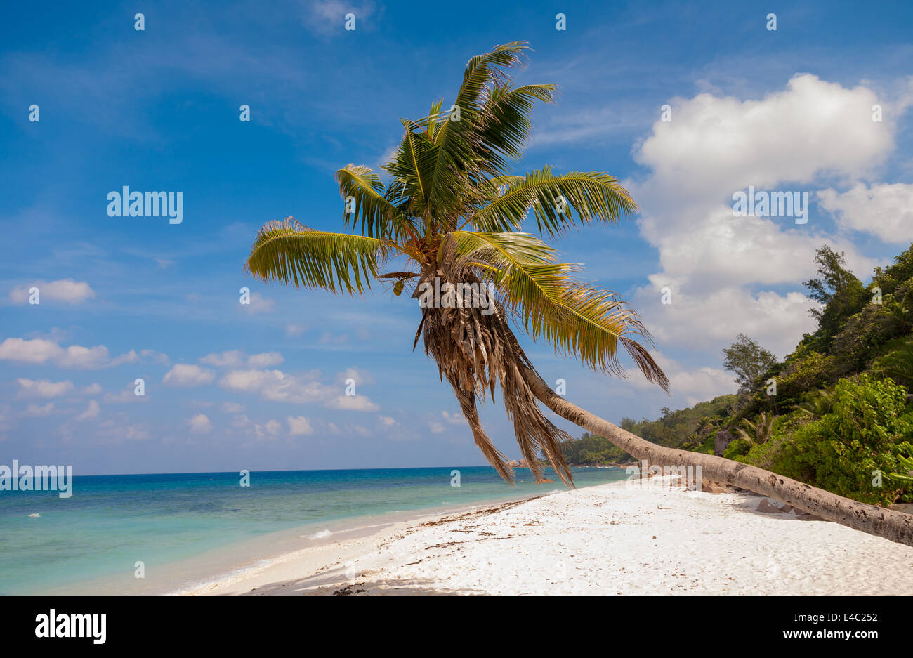 Lone Palm Tree On Beautiful Tropical Beach Stock Photo - Alamy