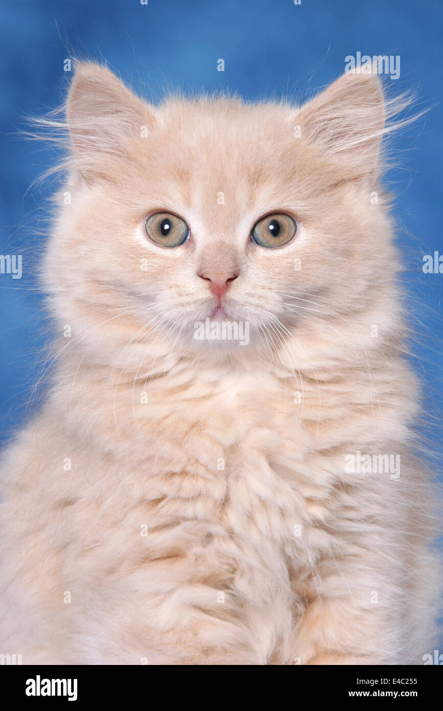 British longhair cat cream highlander hi-res stock photography and ...