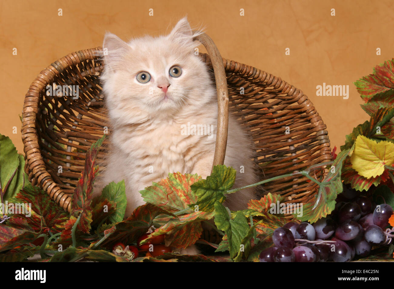 British longhair cat cream highlander hi-res stock photography and ...