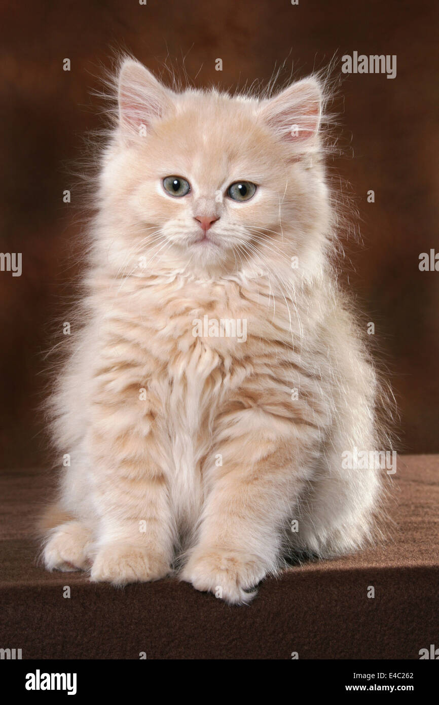 British longhair cat cream highlander hi-res stock photography and ...