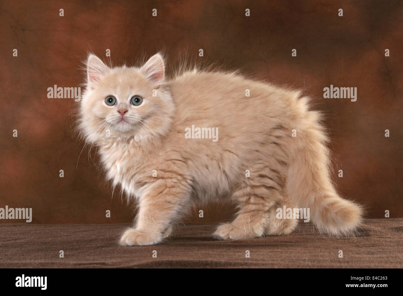 British longhair cat cream highlander hi-res stock photography and ...