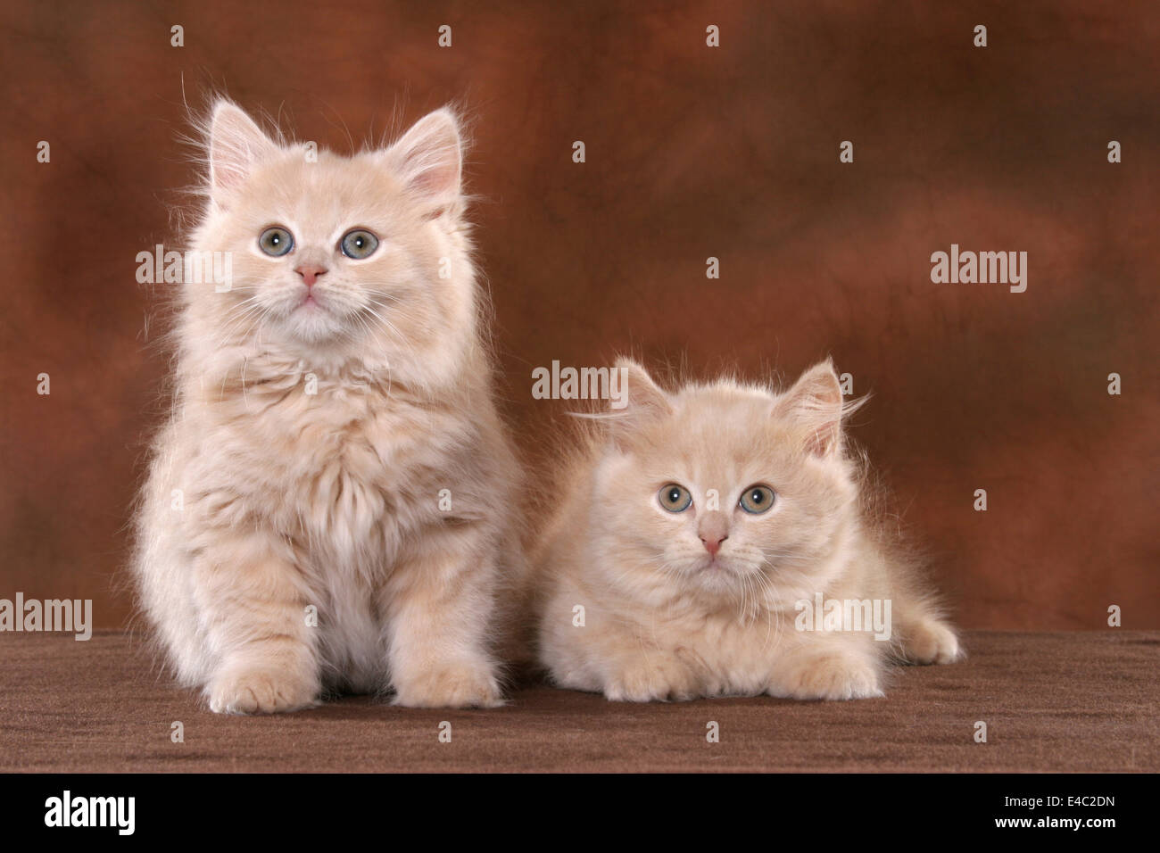 British longhair cat cream highlander hi-res stock photography and ...
