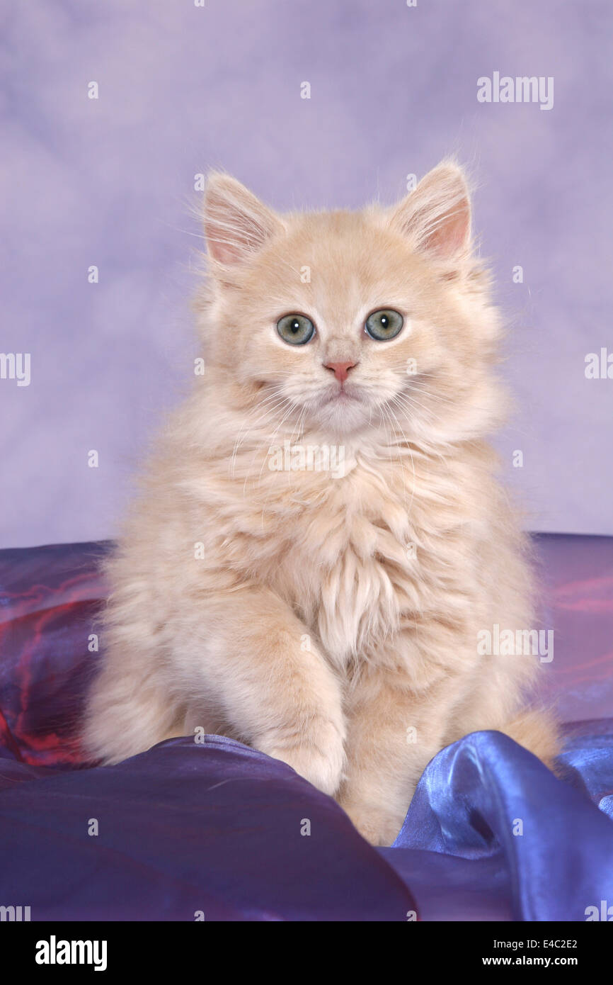 British longhair cat cream highlander hi-res stock photography and ...