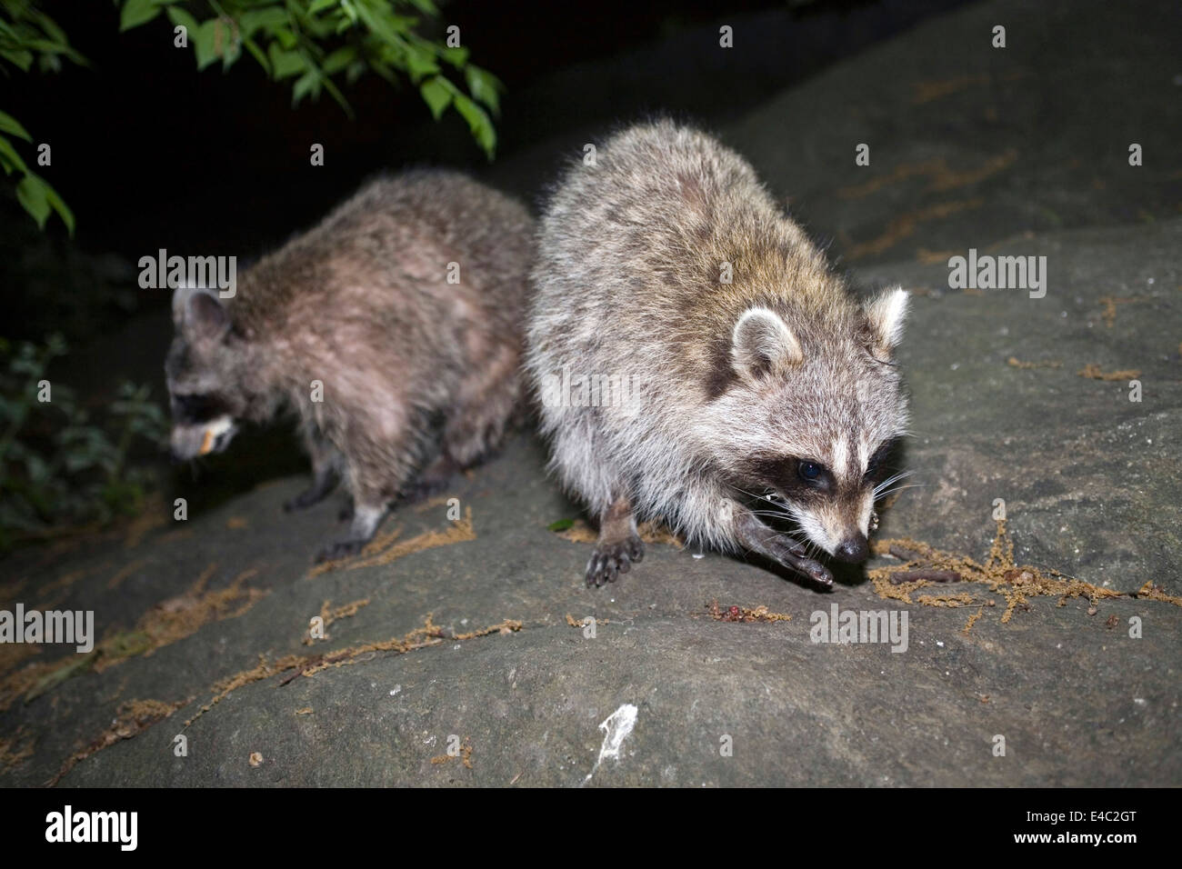 Photo of Raccoons taken at night inside Central Park in New York City ...