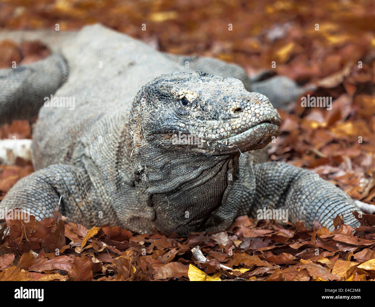 Male komodo dragon hi-res stock photography and images - Alamy