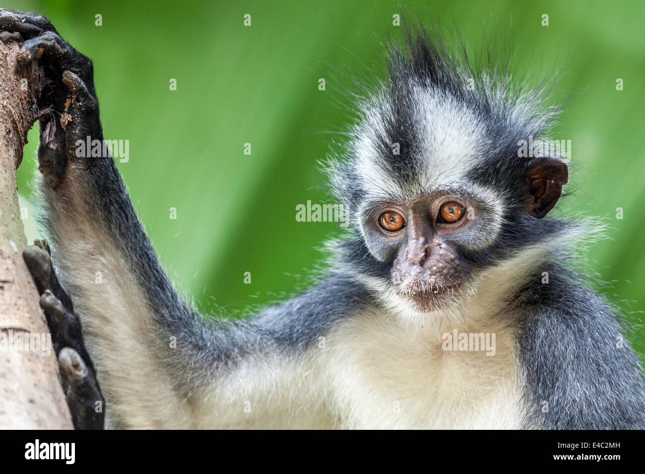 Thomas leaf monkey hi-res stock photography and images - Alamy