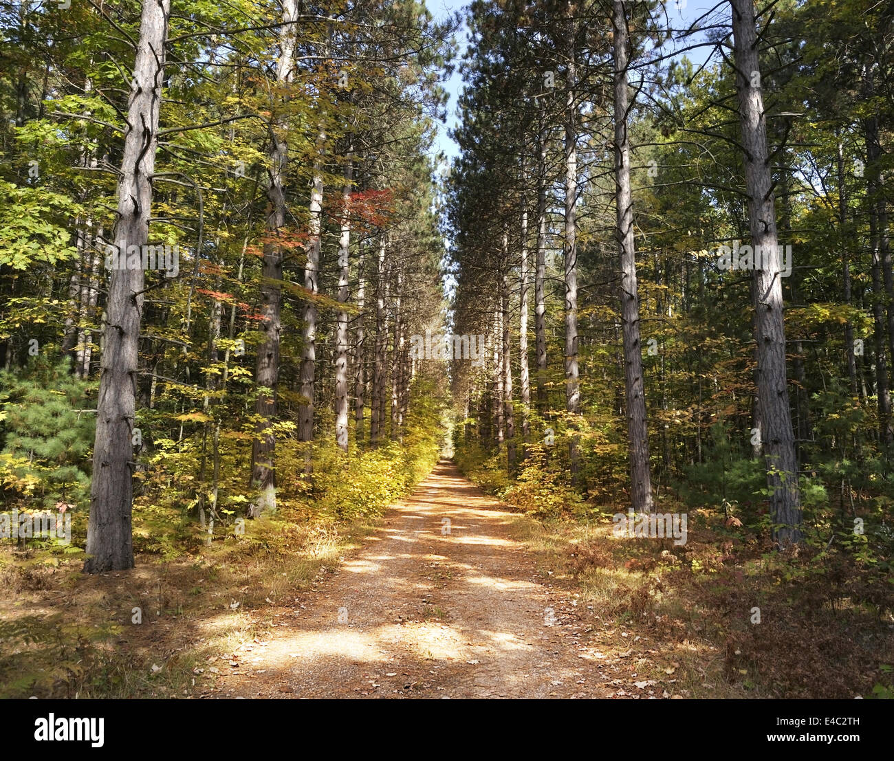 Path Through Pine Trees Stock Photo - Alamy